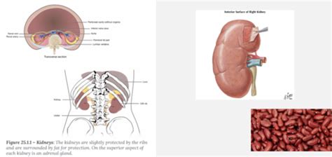 Clin Med Ii Introduction To Nephrology Flashcards Quizlet