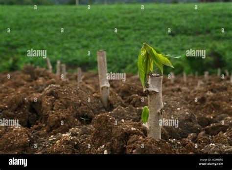 Cassava Stem Cuttings Seedlings Of Cassava Are Grown After Planting