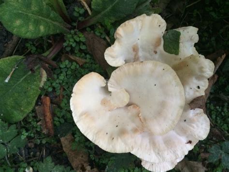 Tree Fungus Identification BBC Gardeners World Magazine
