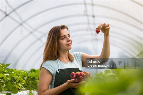 여자 카메라 팔에 딸기에 달콤한 물린된 딸기를 들고 여자 온실에서 손에 들고 딸기 여성 손 딸기를 들고 흐리게 배경 딸기 작물 개념 개혁에 대한 스톡 사진 및 기타 이미지