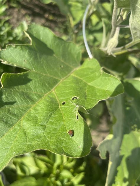 What Are These Bugs All Over My Eggplants Rvegetablegardening