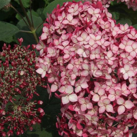 Tuff Stuff Red® Hydrangea Plant Addicts
