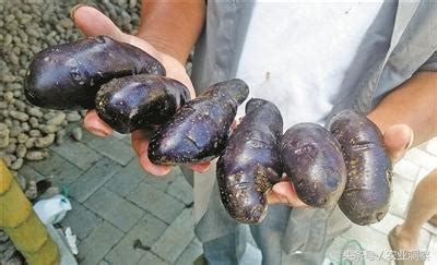老劉的黑土豆每畝產量2000斤每畝收益8千元純利潤40多萬元 每日頭條