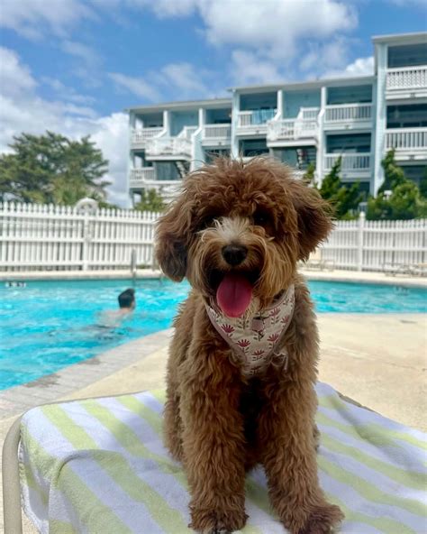 Little Miss Mila Work Smarter Play Harder And Be Cute 🥰 Cavapoo