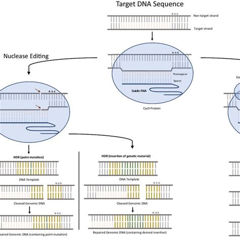 Crispr Mediated Nuclease And Base Editing Cas9 Is Directed To Its