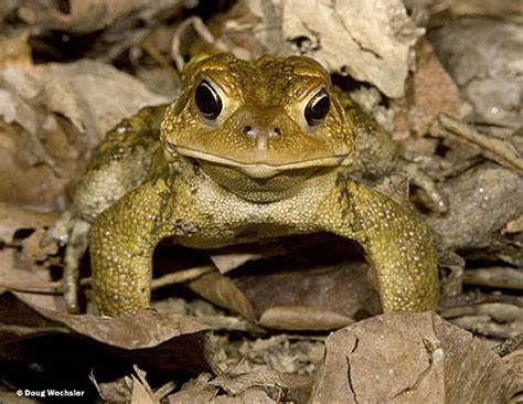 Toad Life Cycle By Doug Wechsler