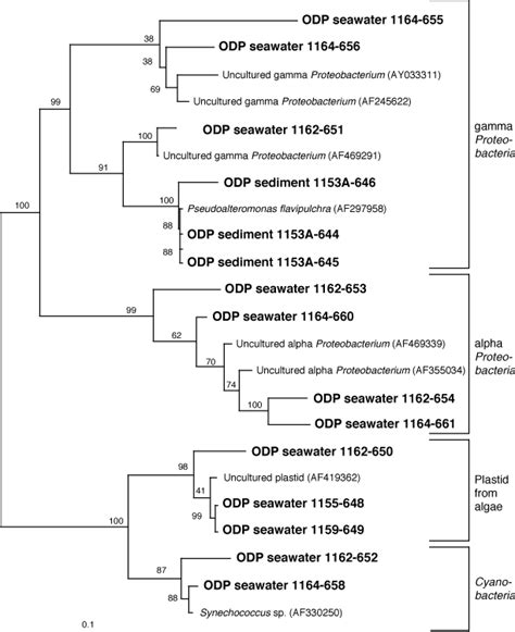 Figure F5 Phylogenetic Tree Of The Partial Dna Sequences From Microbes