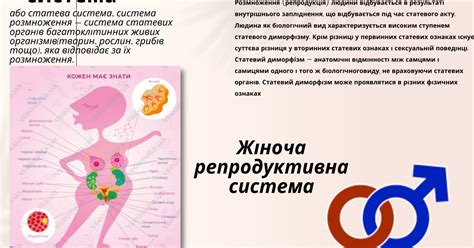 Репродуктивна система плакат Інтерактивні матеріали Біологія
