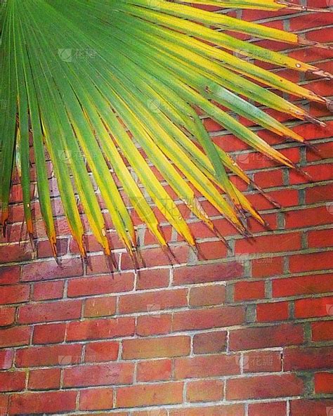 一张绿色棕榈叶的彩色照片,映衬着一些砖墙。 一张绿色棕榈叶的彩色照片,映衬着一些砖墙。