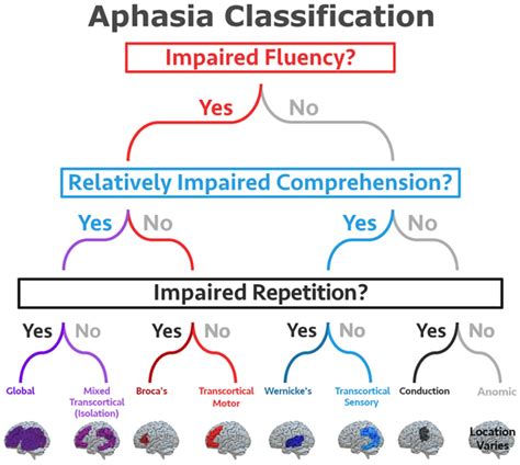 Aphasia Types Causes Symptoms Diagnosis Treatment