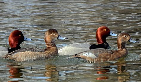 15 Red Ducks You Should Know Duck Species