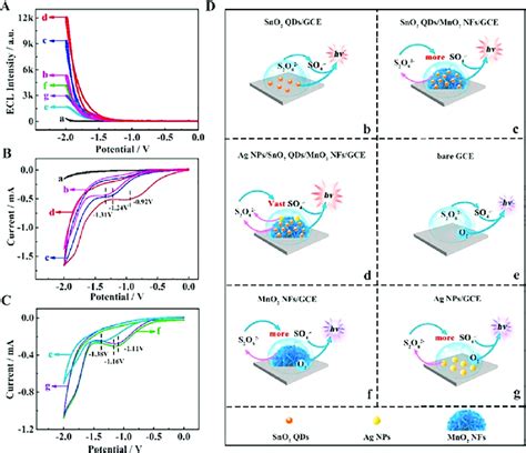 Schematic Representation Of The Ecl Biosensor A Graphic Download Scientific Diagram