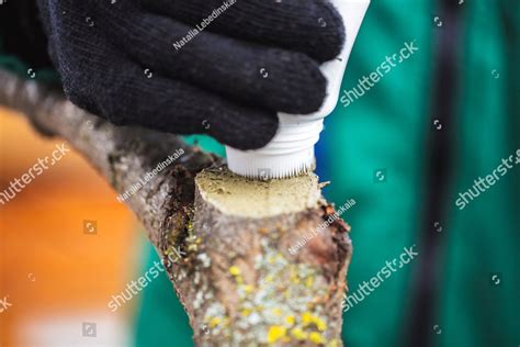 Correct Processing Of A Saw Cut Of A Tree Processing Of A Place Where