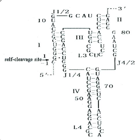 Structure Of Antigenomic Ribozyme Of Hdv Grz 184 Download