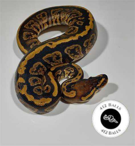 Reaper Ball Python Traits Morphpedia