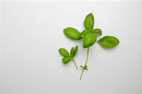 흰색 배경에 고립 된 신선한 녹색 허브 바질의 상단 보기 복사 공간이 있는 상시 유기농 식품 을 볼 수 있습니다 0명에 대한 스톡 사진 및 기타 이미지 Istock