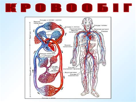 Кровообіг Велике і мале коло презентация онлайн