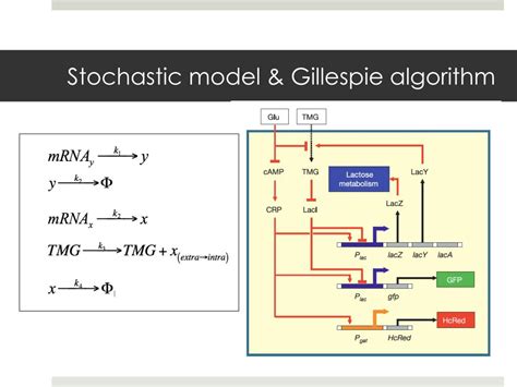 Ppt Multistability In The Lactose Utilization Network Of Escherichia