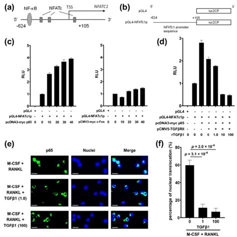 inhibitory effect of tgfβ1 on nfatc1 promoter activity and p65 nuclear