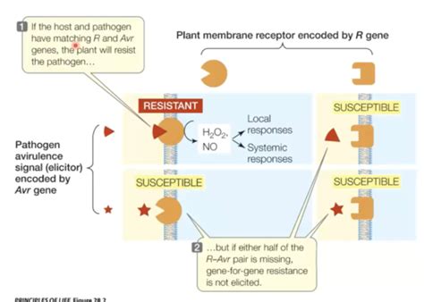Plant Defenses Sensing The Environment And Controlling Growth Lecture