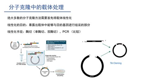 分子克隆原理与案例一 知乎
