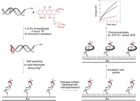 Schematic Representation Of The Fabrication Of Dna Modified Gold