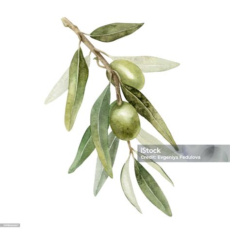 나뭇잎과 과일과 올리브 가지입니다 흰색 배경에 분리된 수채화 삽화 포장 디자인 결혼식 문구류 인사말 배경 화면 및 초대장 올리브 나무에 대한 스톡 벡터 아트 및 기타 이미지