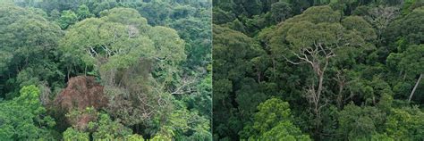 Getting Hit By Lightning Is Good For Some Tropical Trees