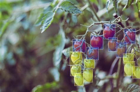 Data Annotation In Agriculture Archives Impact Outsourcing