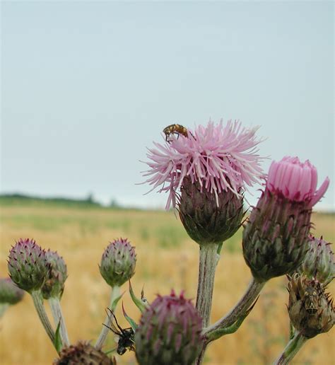 Canada Thistle Weed Identification Guide For Ontario Crops Ontarioca