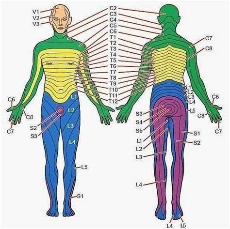 Medical Contents On Instagram “dermatomal Pattern Chart