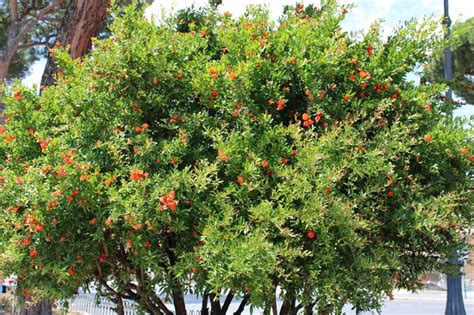Why Is A Pomegranate Flower Important To The Pomegranate Plant At Eden