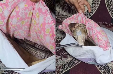 男在家休息聽到嘶嘶聲 「沙發墊中竄出眼鏡蛇」恐怖畫面曝 Ettoday寵物雲 Ettoday新聞雲
