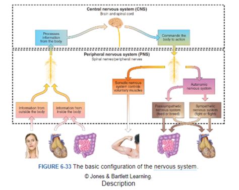Nervous System Ch 6 Flashcards Quizlet