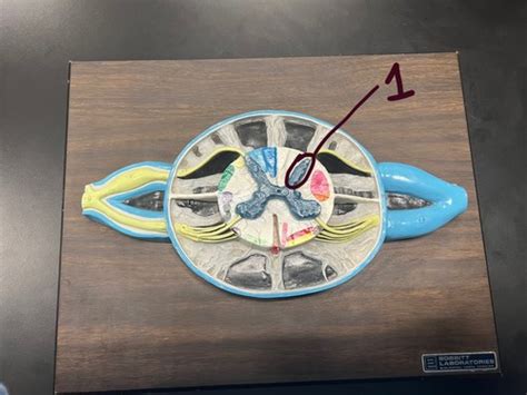 Spinal Cord Model Lab 5 Flashcards Quizlet