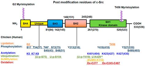 Post Translational Modifications Of Src Src Undergoes Download