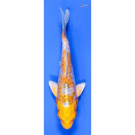 5” Imported Kikusui Next Day Koi