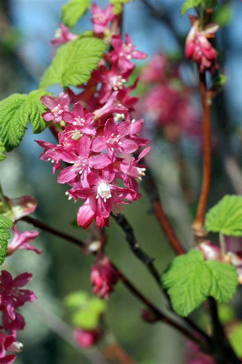 Ribes Sanguineum Fourth Corner Nurseries