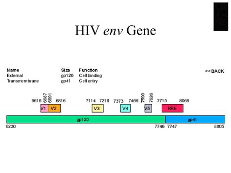 Ppt Investigations Of Hiv 1 Env Evolution Powerpoint Presentation