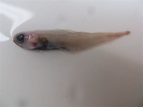 Physiculus Fulvus Pc14 04 Sta17 Img6819 Photo By Jon Moor Yale Peabody Museum Of Natural