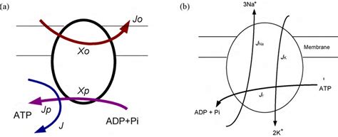 A Energy Coupling Between Respiration Cycle And Oxidative Download Scientific Diagram