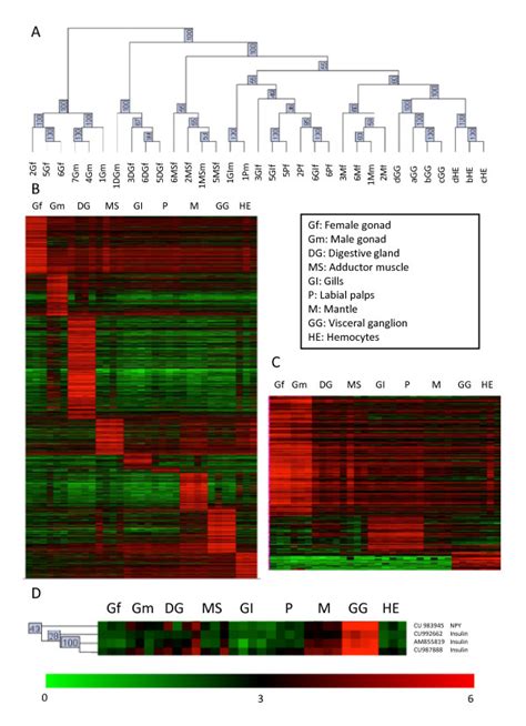 Unsupervised Hierarchical Clustering Of The Gene Expression Profiles