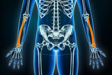 радиус или радиальная кость остеология рукоятки скелета человека или костей предплечья 3d