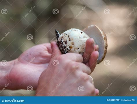 Cutting The Stem Of The Mushroom With A Knife Stock Image Image Of