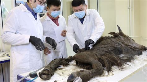 Scientists Want To Clone An Extinct Bison Unearthed From Siberian Permafrost Experts Are