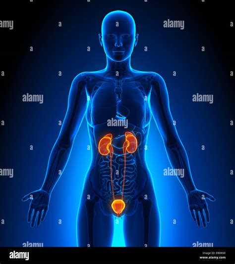 Urinary System Organs