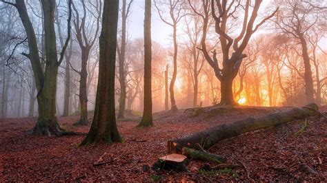 如何在 Linux 中找到一个进程 Id 并杀死它 Linuxstory