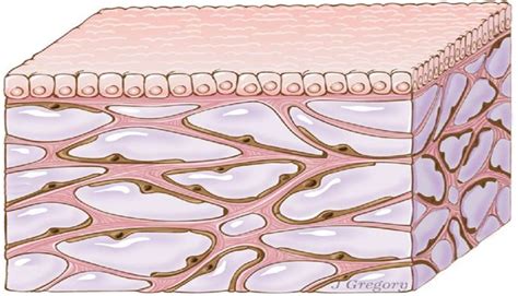 Scientists Discover New Human Organ The Interstitium