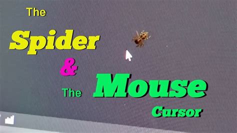 Spider And The Mouse Cursor Like A Cat Jumping Spider Spider