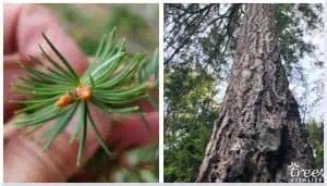 21 Native Colorado Trees To Plant Or Admire In The Wild